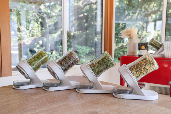The Power of Sprouts: Unlocking Health Benefits through Bioactive Comp ...