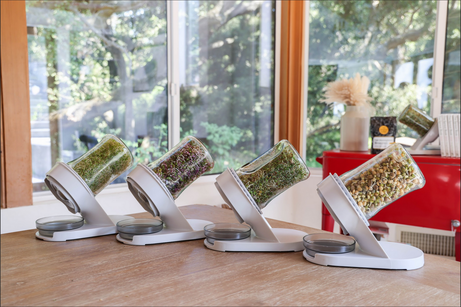 The Microbial Side of Sprouting: How to Grow Safe and Nutritious Sprou ...